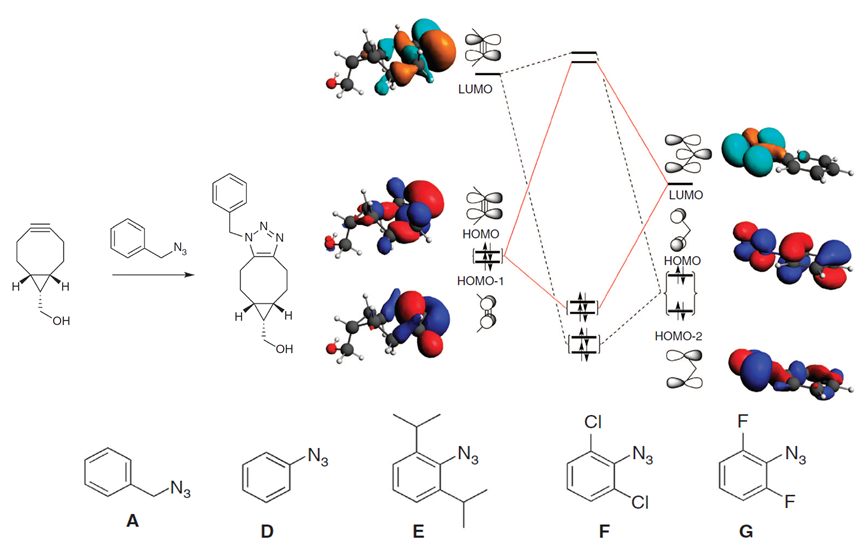 Highly accelerated strain-promoted azide-alkyne cycloadditions - SCM